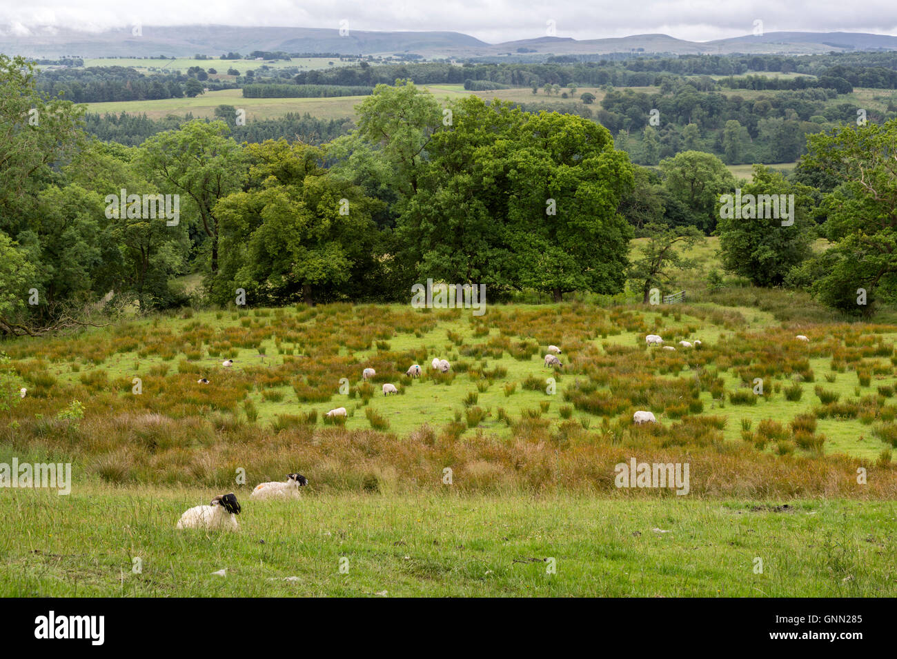 Cumbrian countryside farm hi-res stock photography and images - Alamy