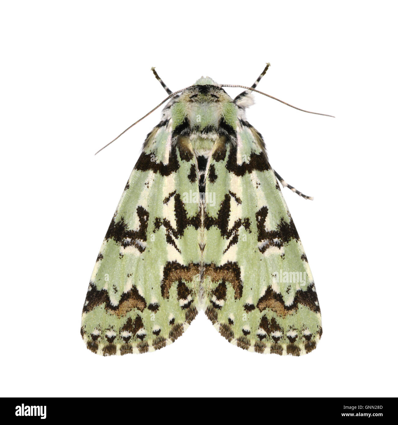 Scarce merveille du jour moth Cut Out Stock Images & Pictures - Alamy