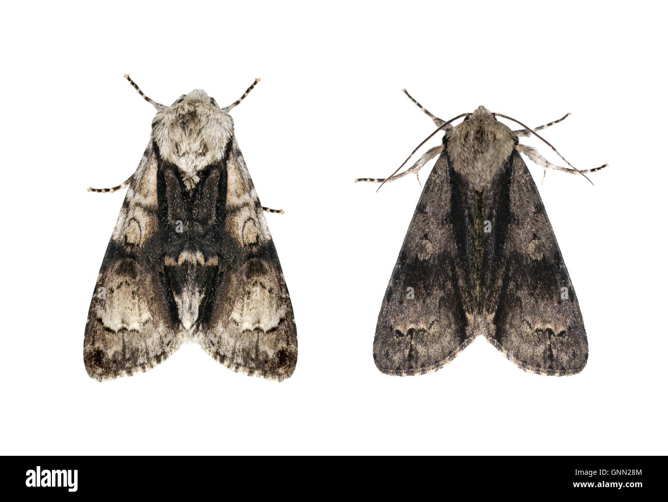 British moth Cut Out Stock Images & Pictures - Alamy