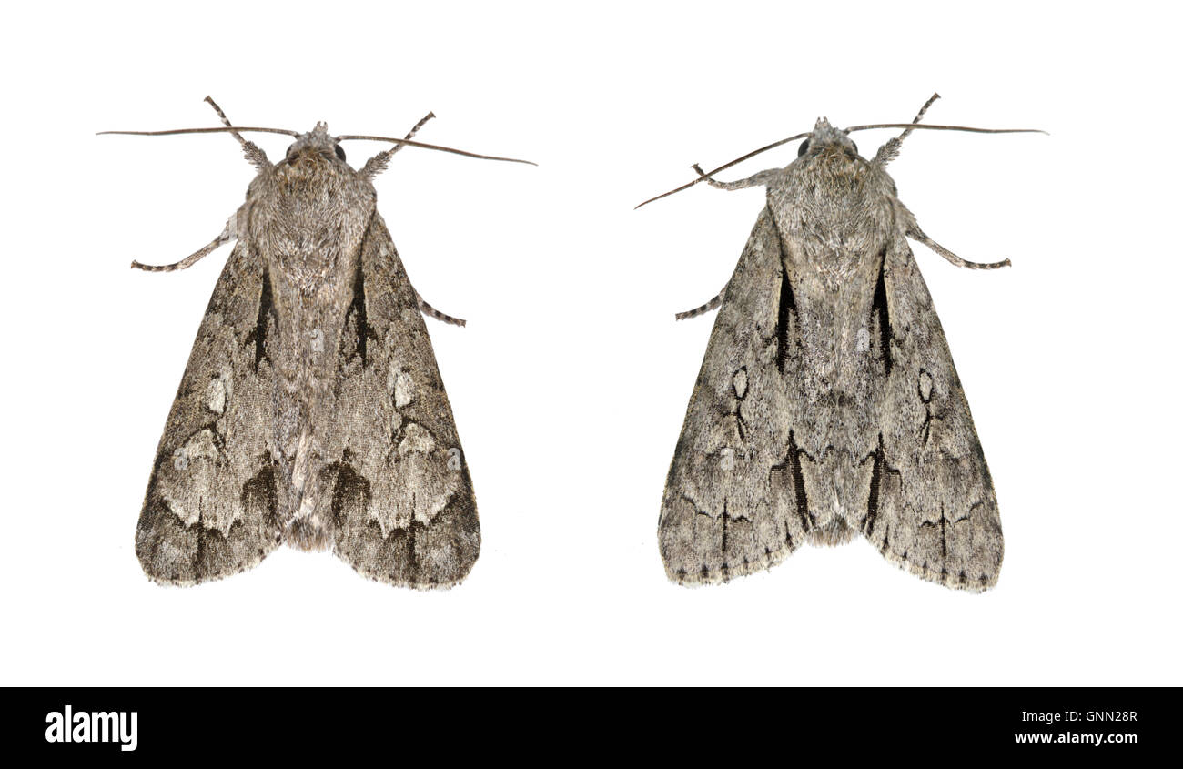 Acronicta tridens hi-res stock photography and images - Alamy