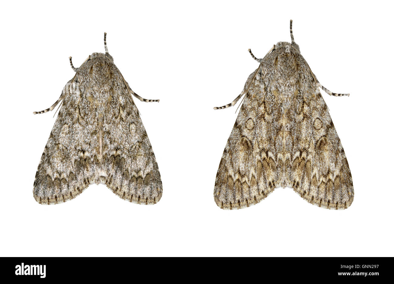 Sycamore - Acronicta aceris 73.039 (2279 Stock Photo - Alamy