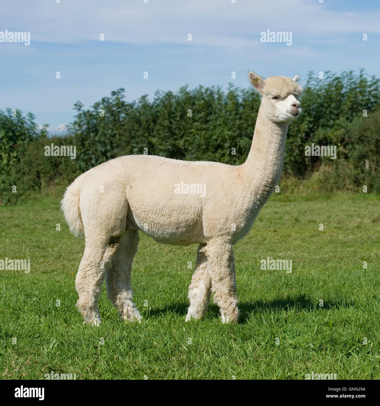 Alpaca hi-res stock photography and images - Alamy