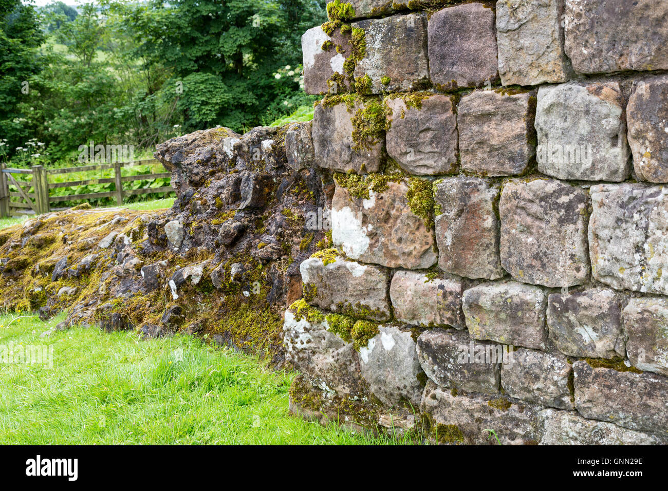 Hare Hill, Cumbria, England, UK. A Section of Hadrian's Wall Rebuilt in ...