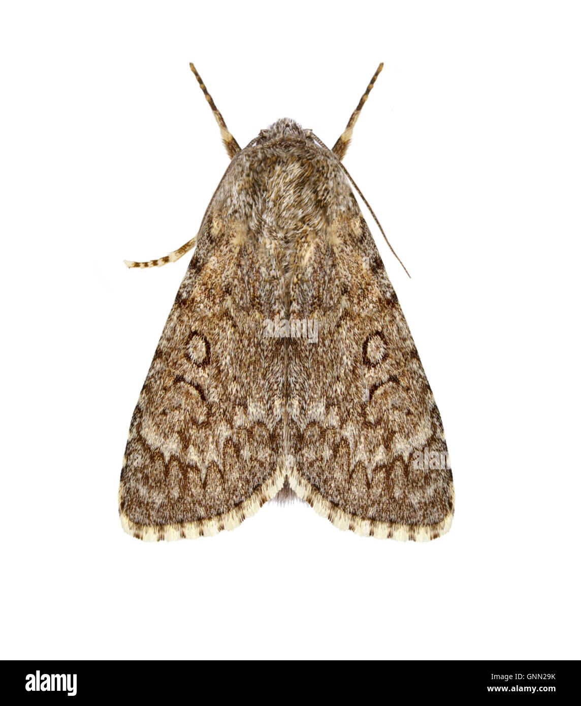 Acronicta cinerea hi-res stock photography and images - Alamy