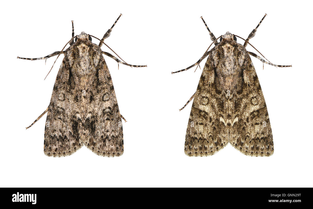 Acronicta Rumicis Stock Photos & Acronicta Rumicis Stock Images - Alamy