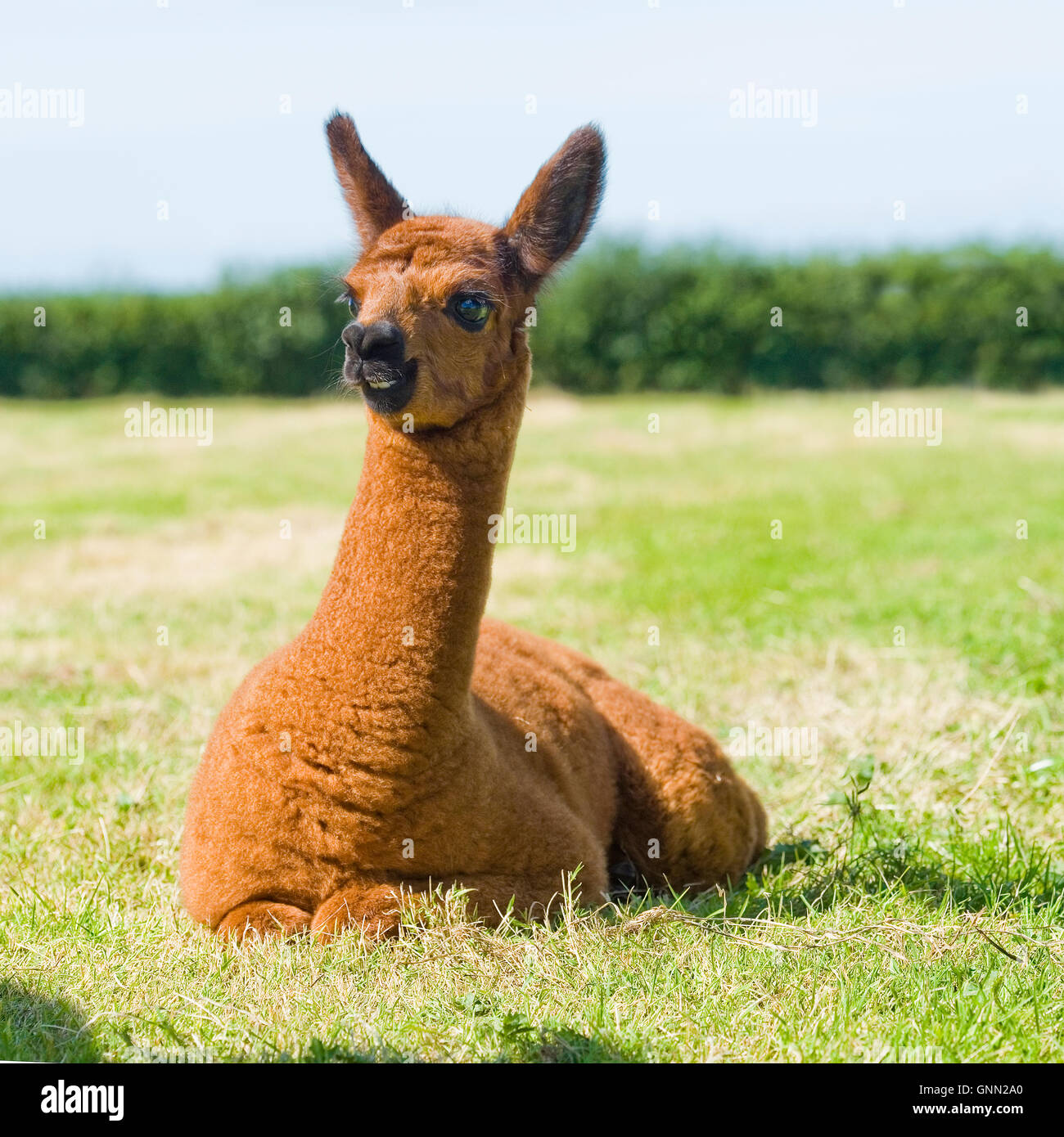 Cria hi-res stock photography and images - Alamy
