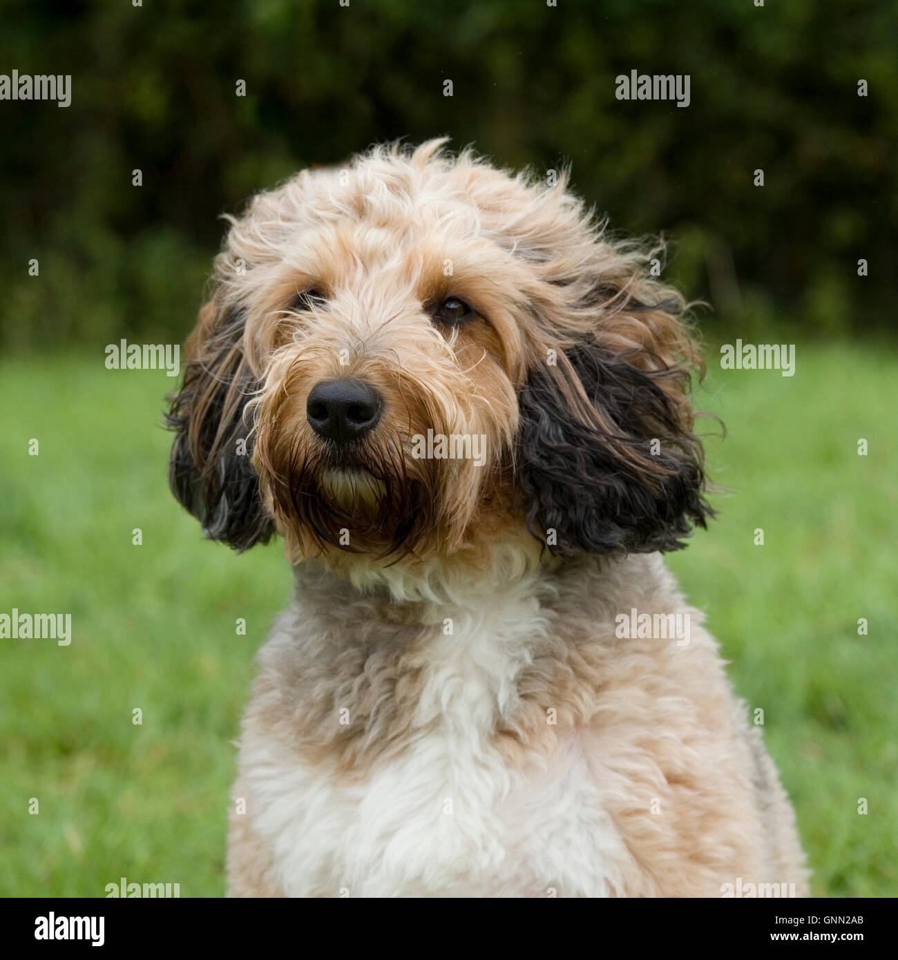 Breed Of Dog High Resolution Stock Photography and Images - Alamy