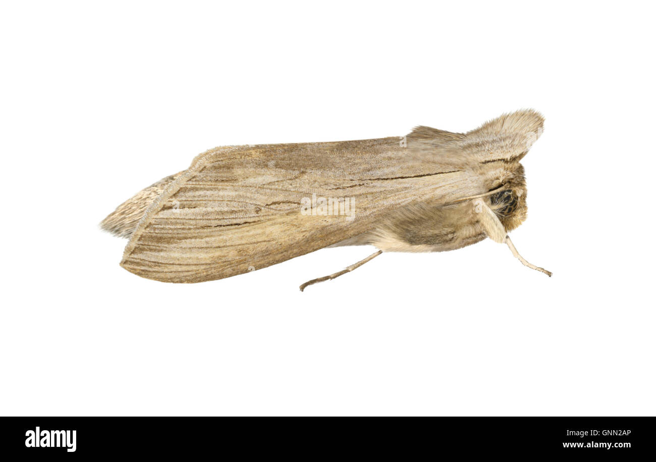 73.052 (2216) Shark - Cucullia umbratica Stock Photo - Alamy