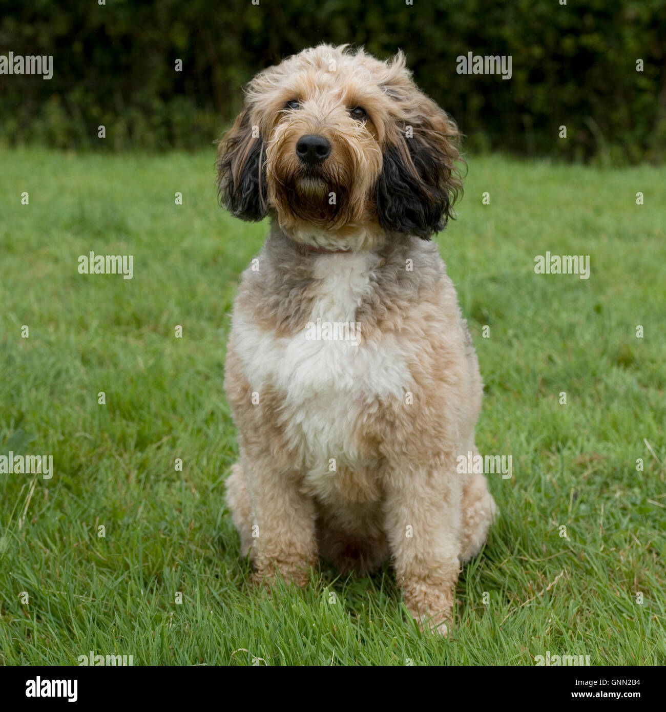 Cocker Spaniel Dog High Resolution Stock Photography and Images - Alamy