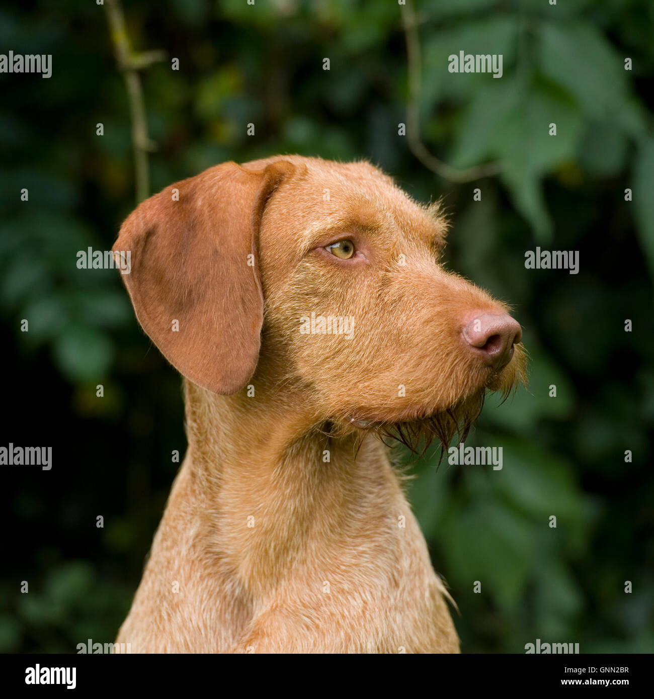hungarian wirehaired vizsla dog Stock Photo - Alamy