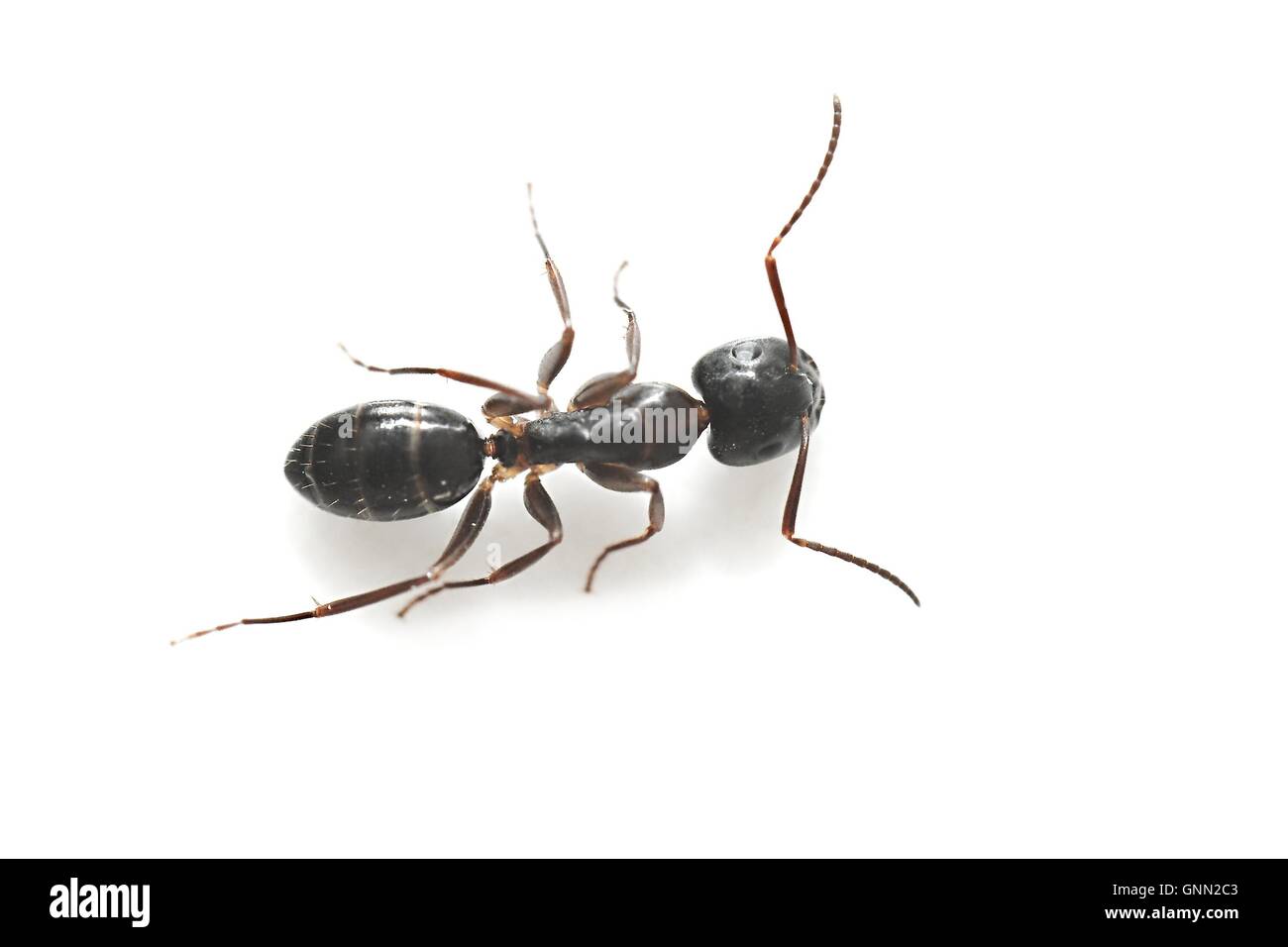 Common black ant hi-res stock photography and images - Alamy
