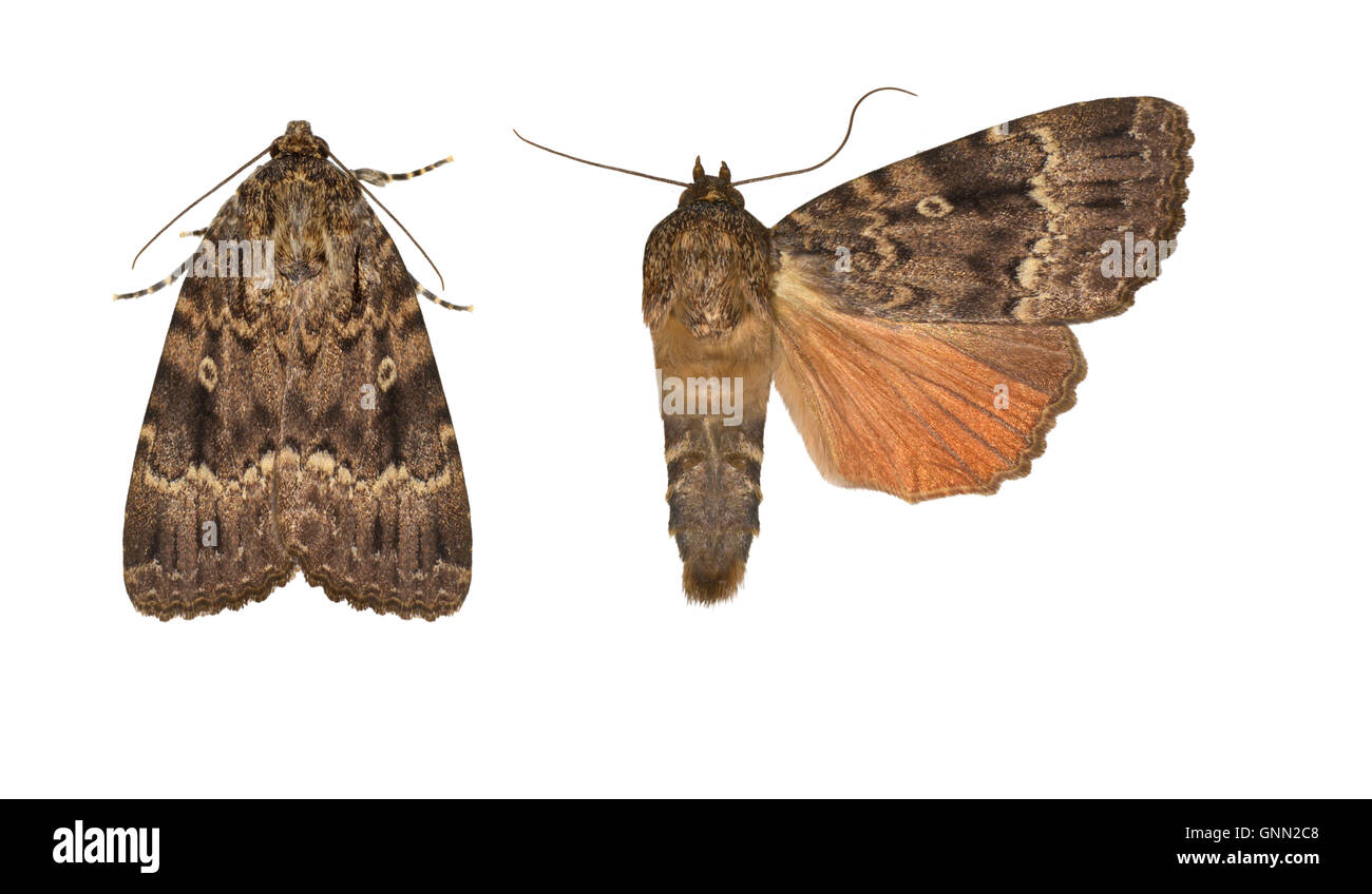 Copper moths High Resolution Stock Photography and Images - Alamy