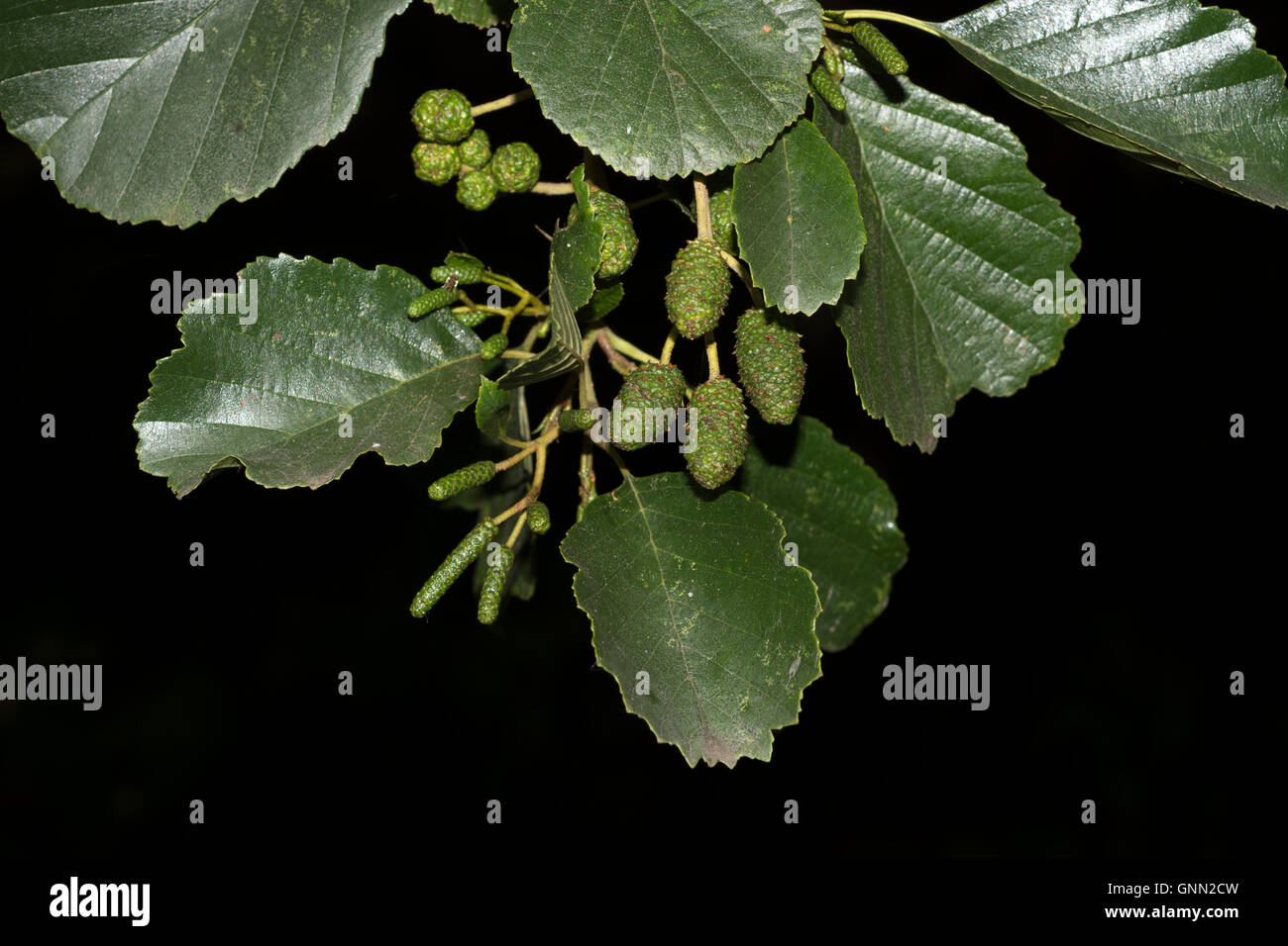 Leaves of alder tree hi-res stock photography and images - Alamy