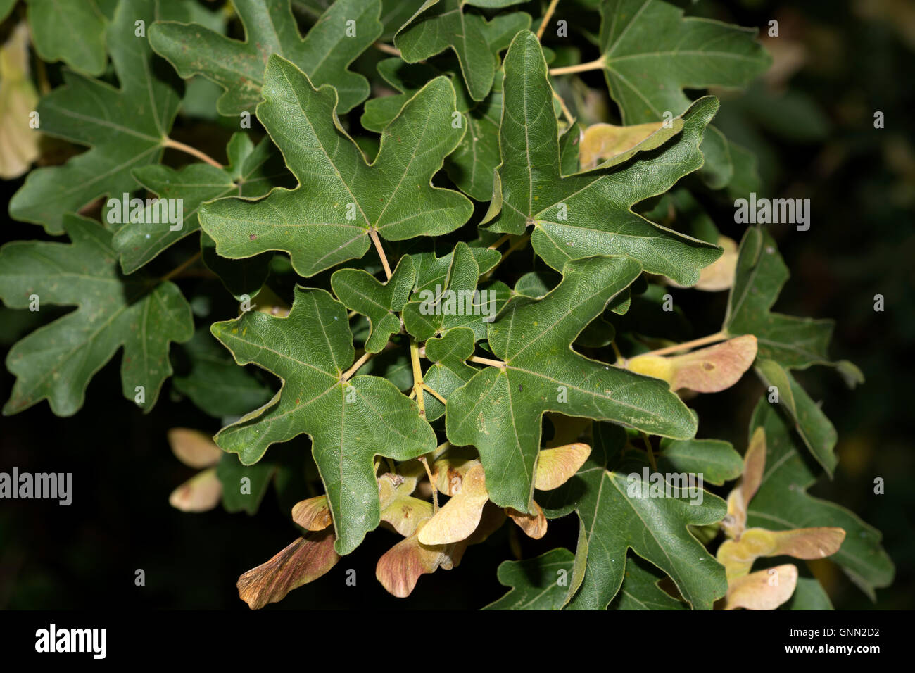 Field Maple, Acer campestre Stock Photo - Alamy