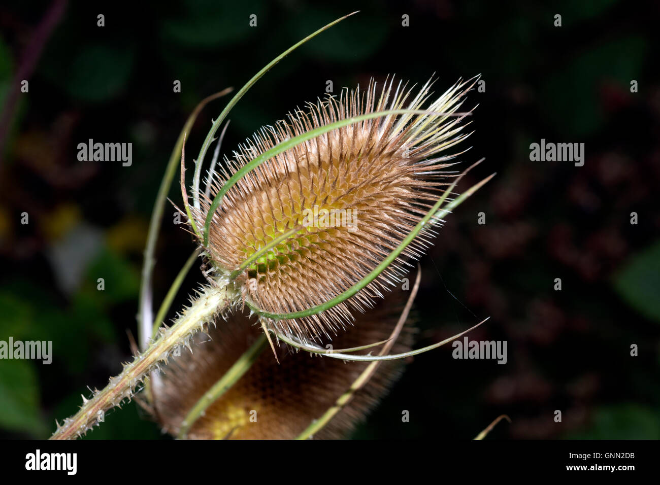 Teasel species hi-res stock photography and images - Alamy