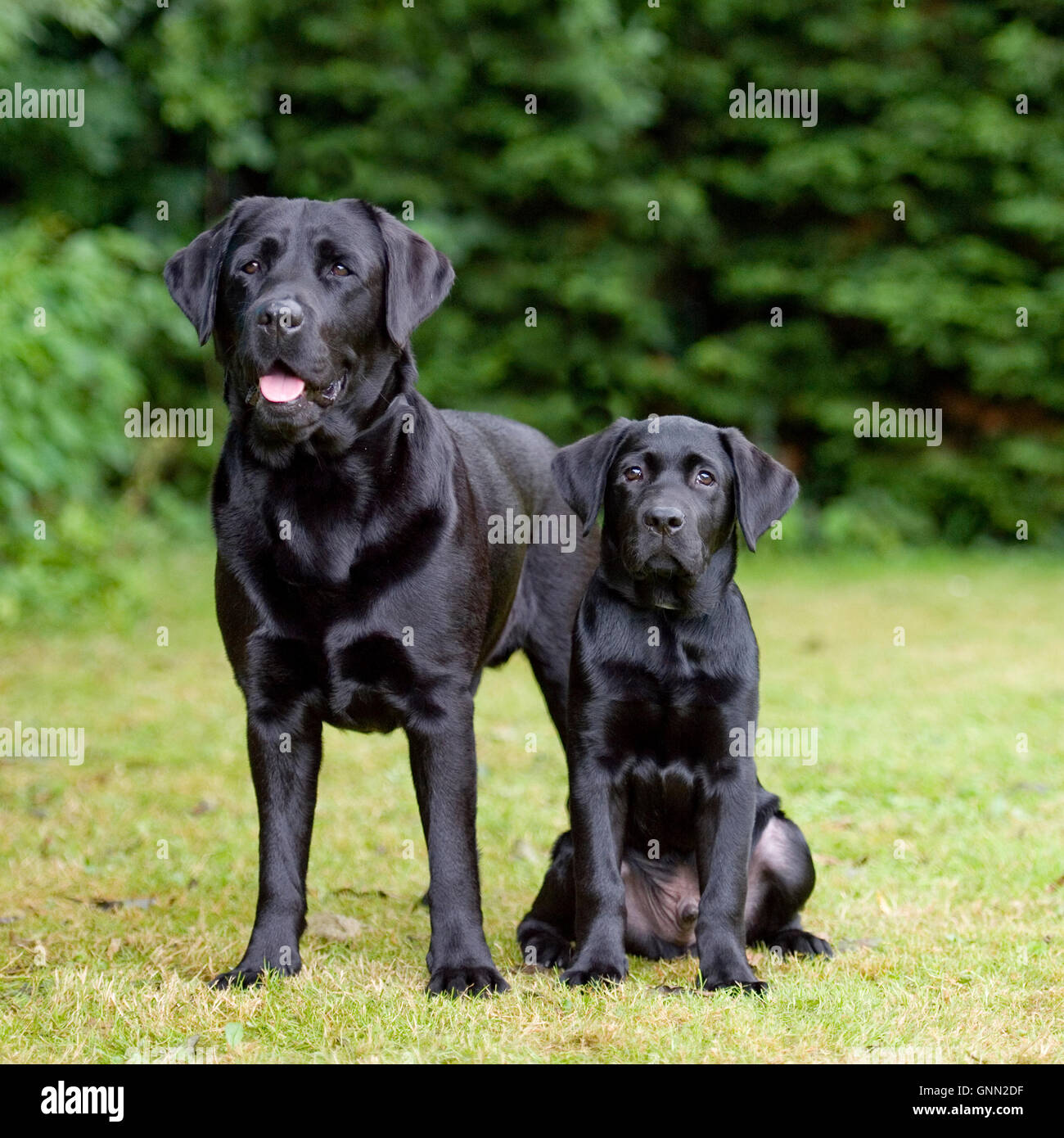 Labrador Mother And Puppy High Resolution Stock Photography and Images ...