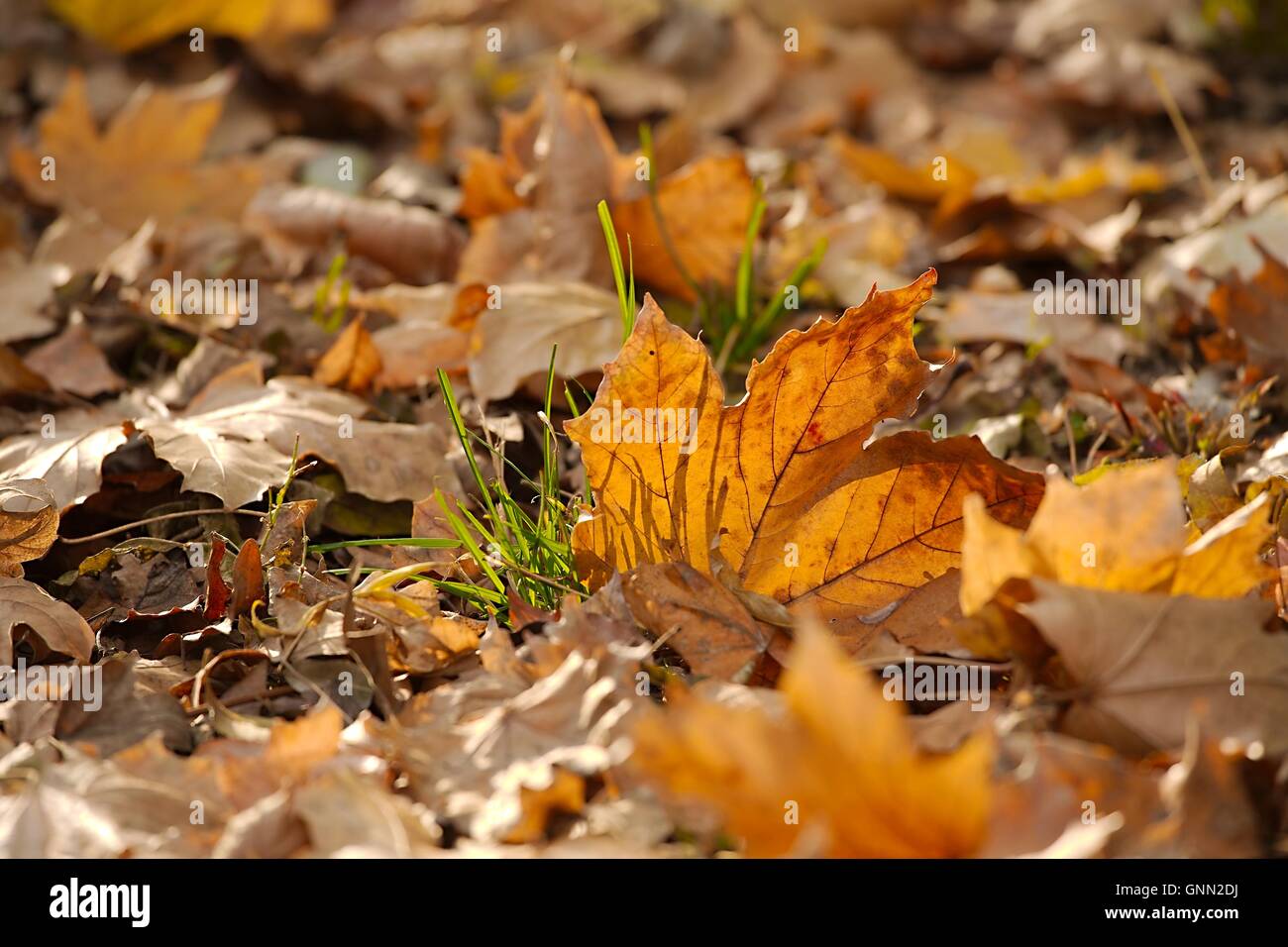 Fallen autumn leaves Stock Photo - Alamy