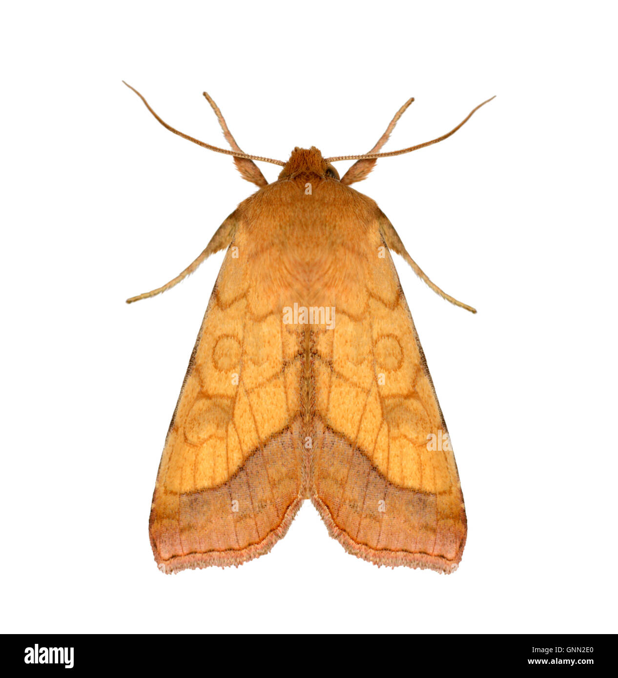 Bordered White Moths High Resolution Stock Photography and Images - Alamy