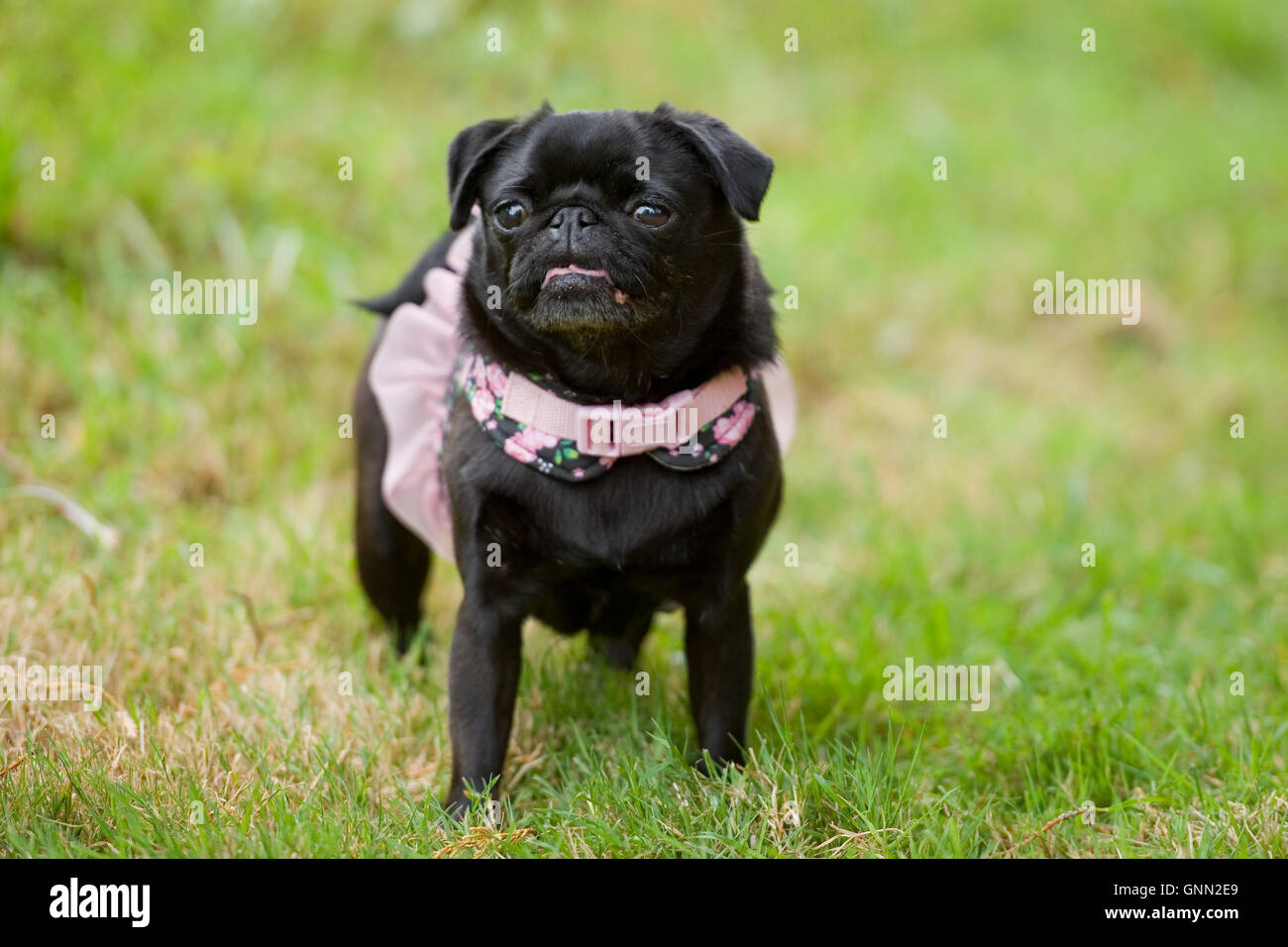 pug dog in a tutu Stock Photo - Alamy