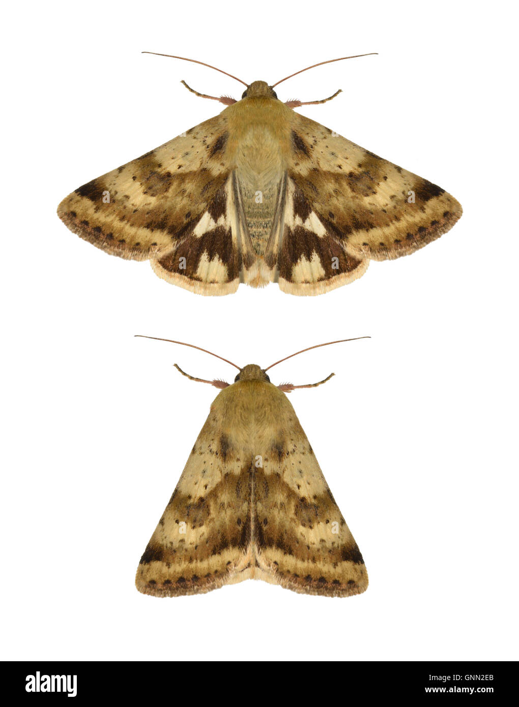 Heliothis store
