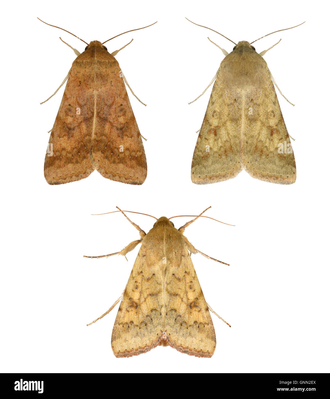 Helicoverpa armigera hi-res stock photography and images - Alamy