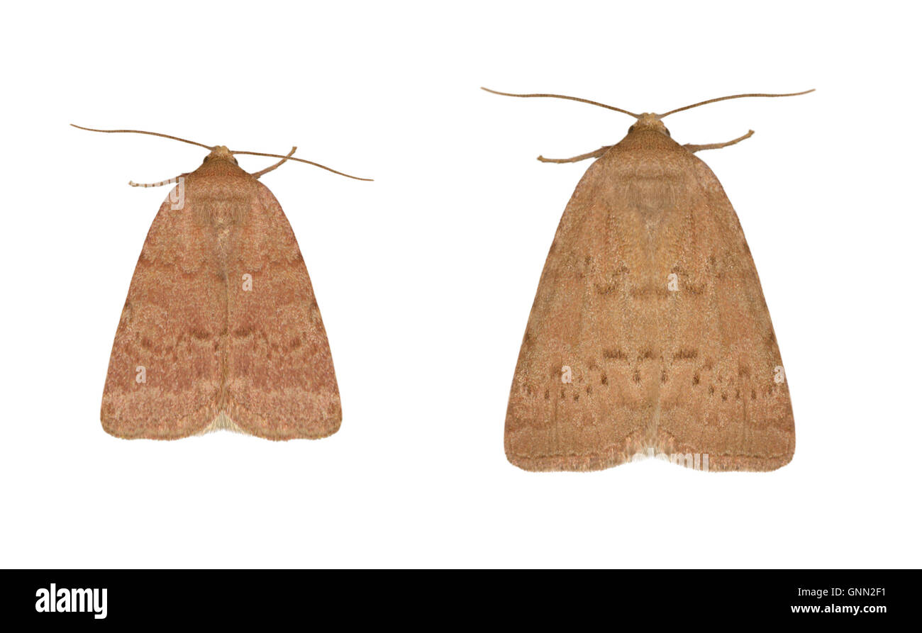 Male And Female Moths High Resolution Stock Photography and Images - Alamy