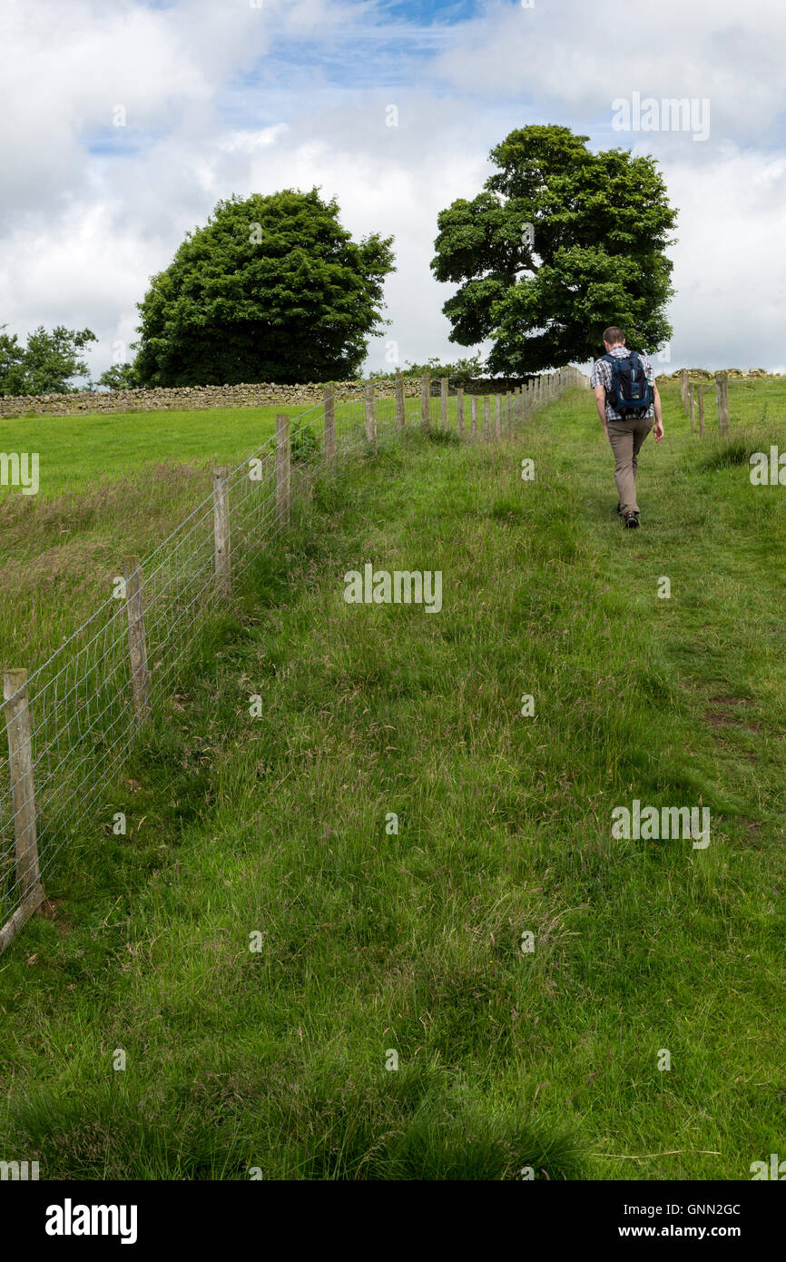 Cumbria, England, UK. Climbing out of the Vallum, south side of Hadrian ...
