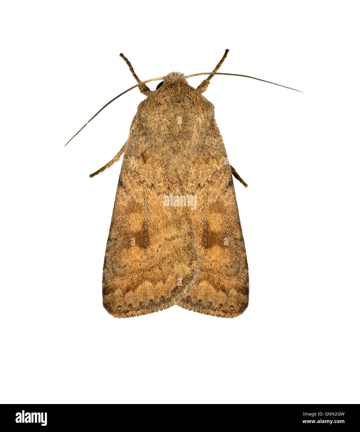 73.092 (2387) Mottled Rustic - Caradrina morpheus Stock Photo - Alamy