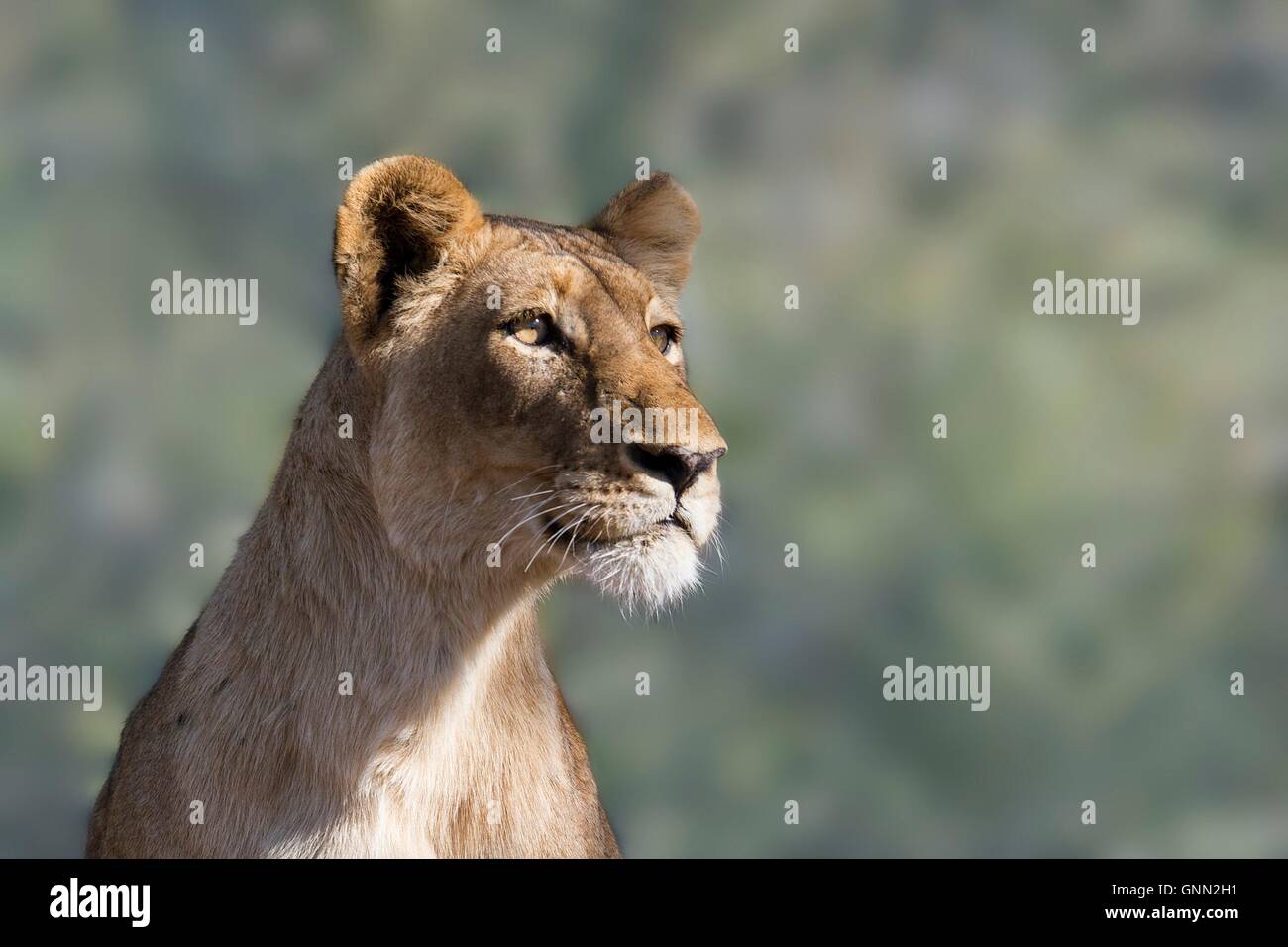 A African Lion Female, Staring intensely into the distance Stock Photo ...