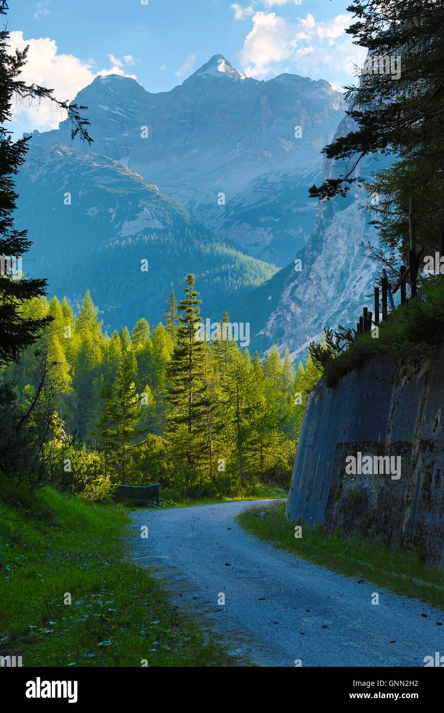 Forest walking route Stock Photo - Alamy