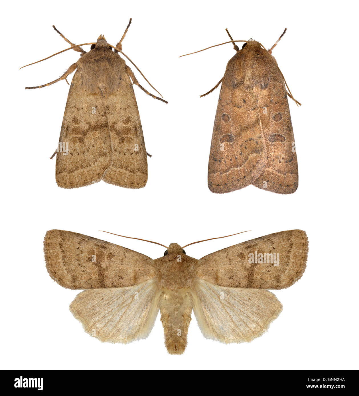 Uncertain Moth High Resolution Stock Photography and Images - Alamy