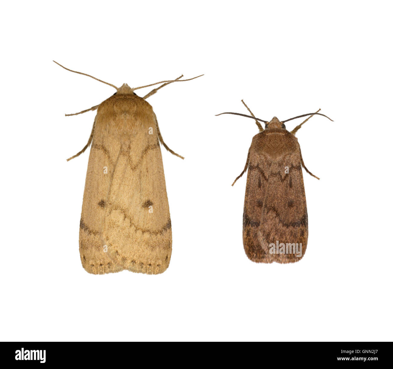 Marsh insects Cut Out Stock Images & Pictures - Alamy