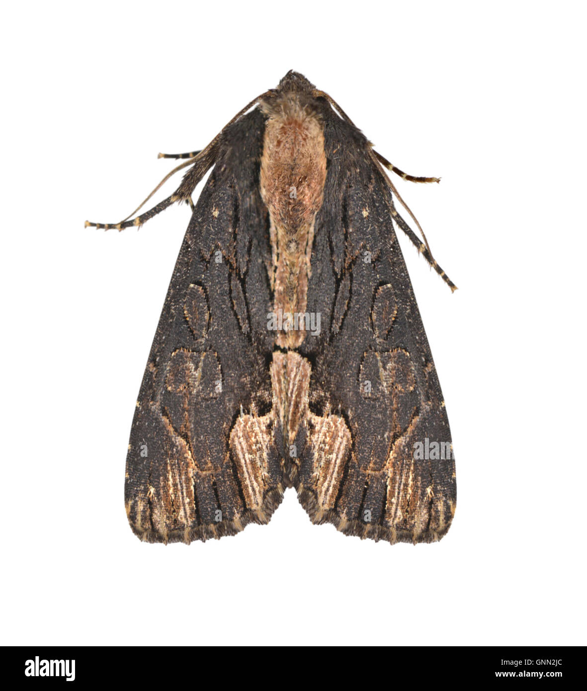 73.105 (2301) Bird's Wing - Dypterygia scabriuscula Stock Photo - Alamy