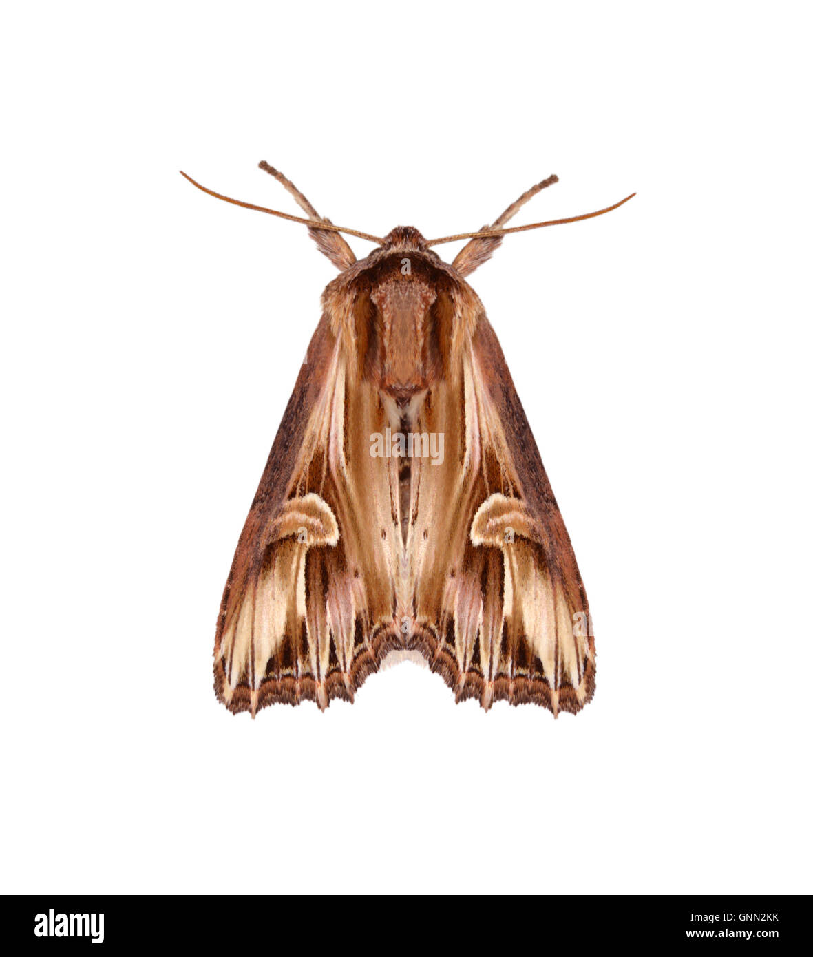 Cloud of insects hi-res stock photography and images - Alamy