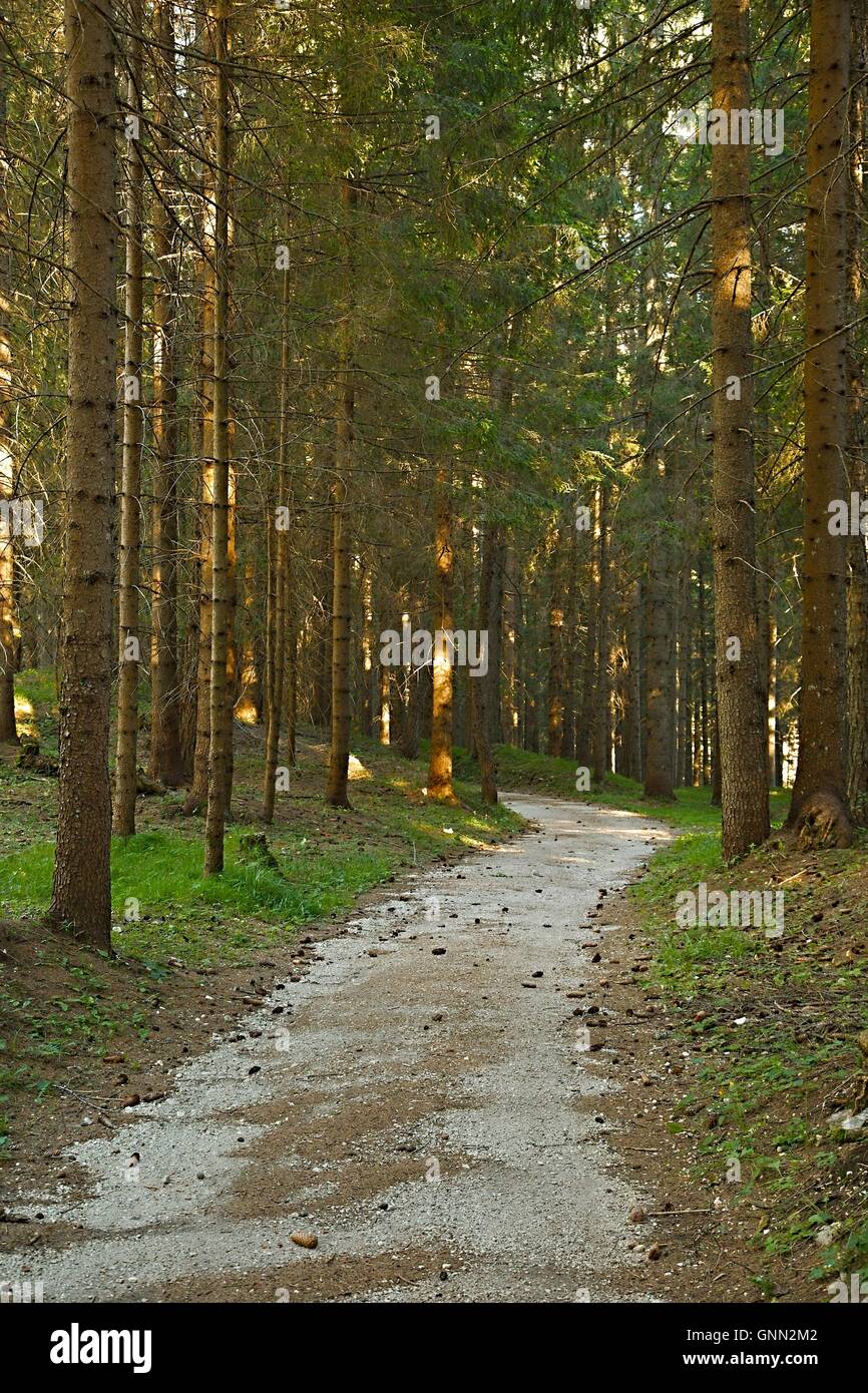 Forest walking route Stock Photo - Alamy