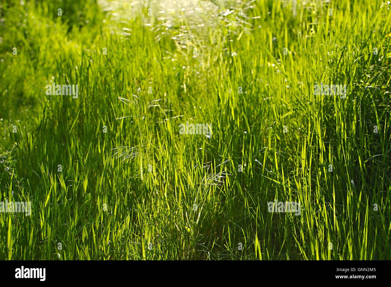 Green Grass Field Stock Photo - Alamy