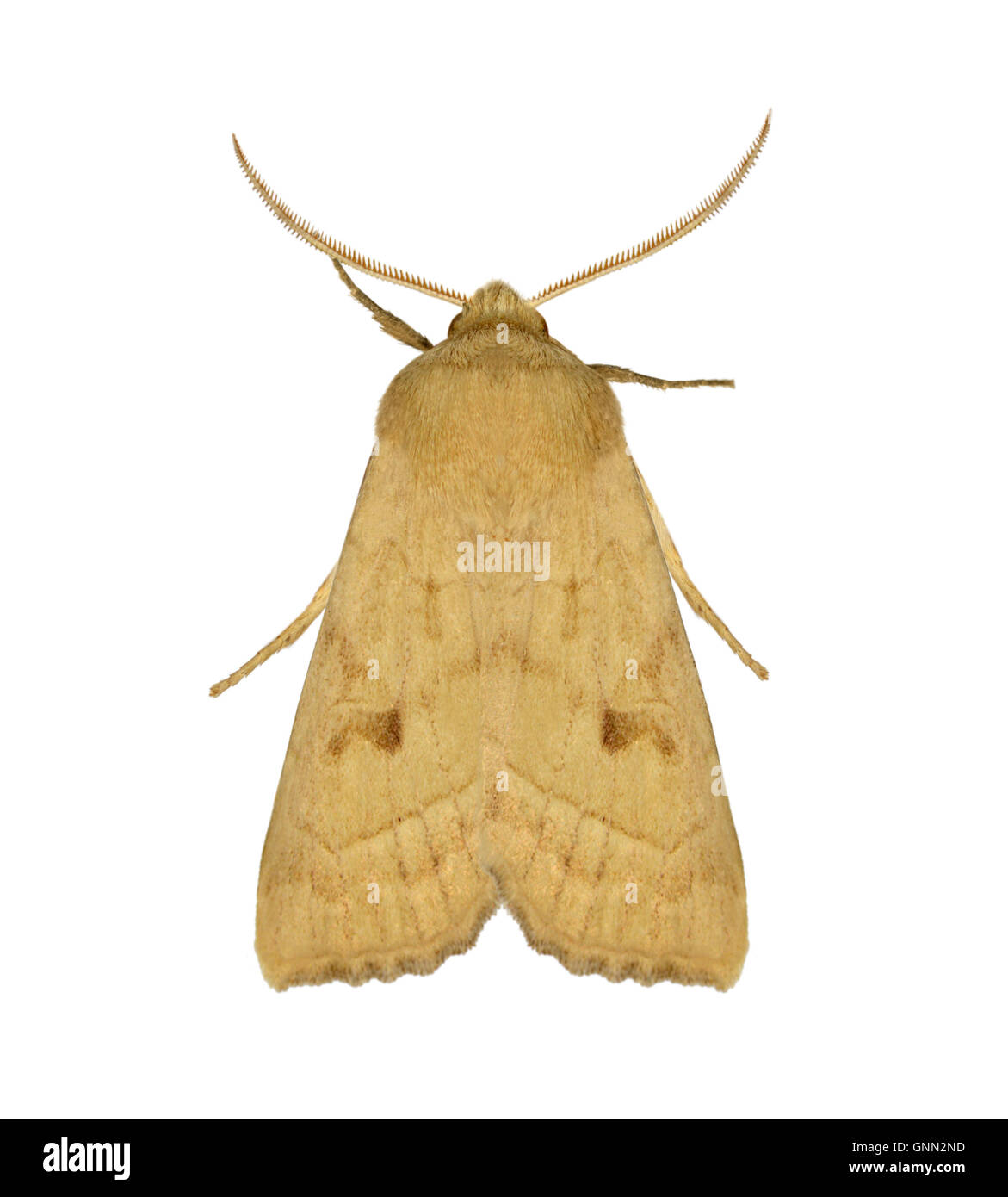 73.125 (2363) Marsh Mallow Moth - Hydraecia osseola Stock Photo - Alamy