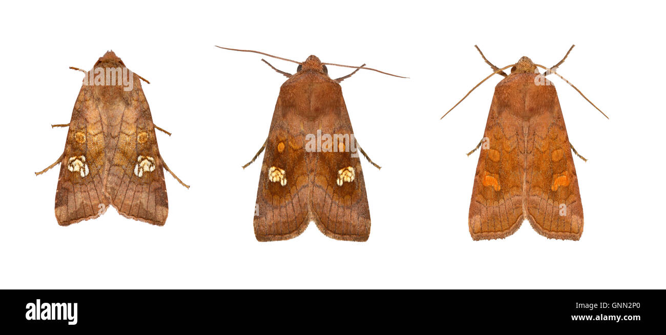 Ear moth hi-res stock photography and images - Alamy