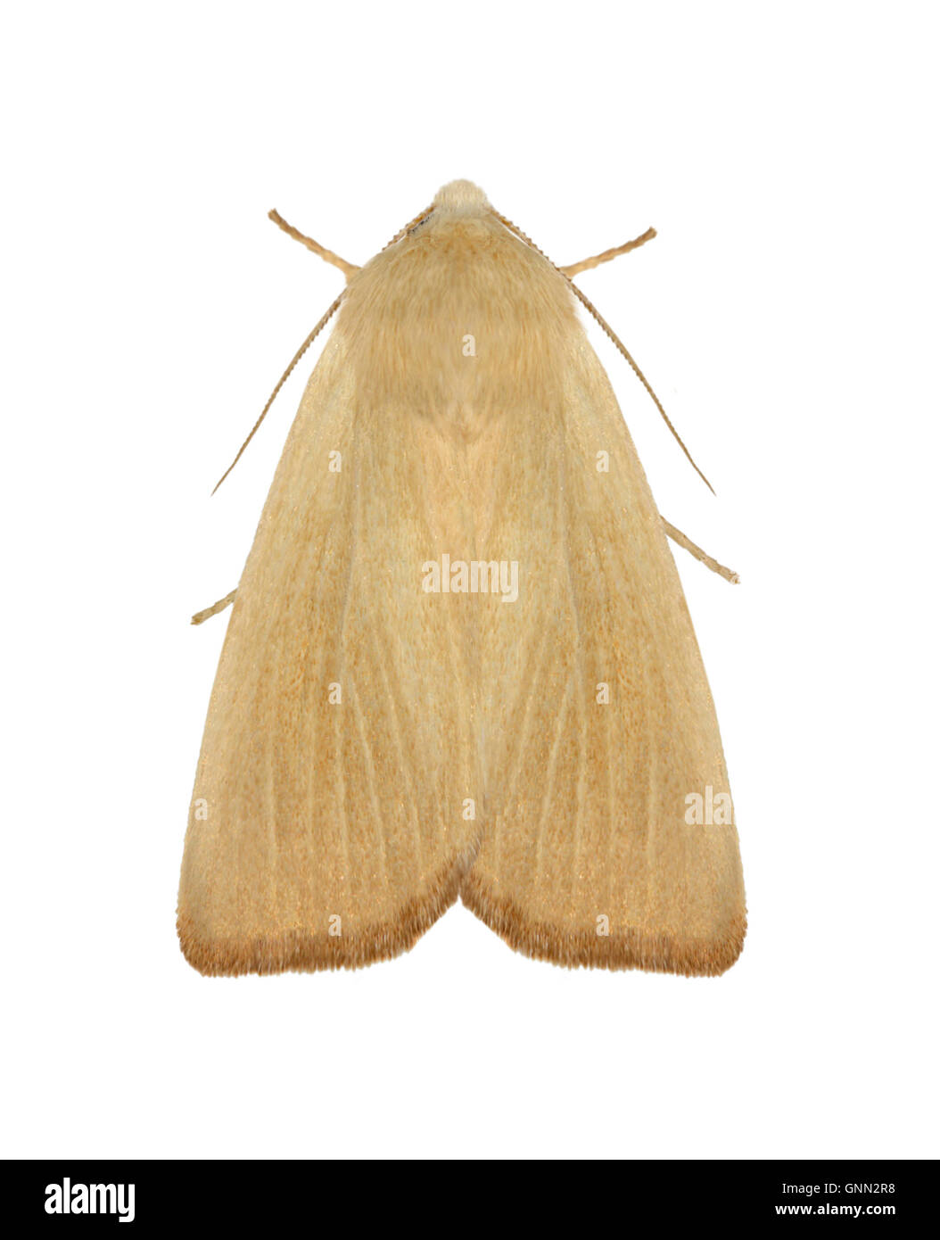 73.137 (2377) Fen Wainscot - Arenostola phragmitidis Stock Photo - Alamy