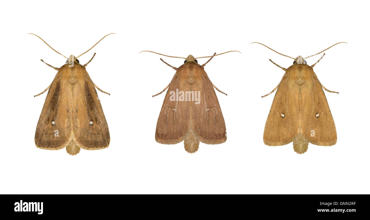 Twin-spotted Wainscot - Lenisa geminipuncta 73.139 (2370 Stock Photo ...
