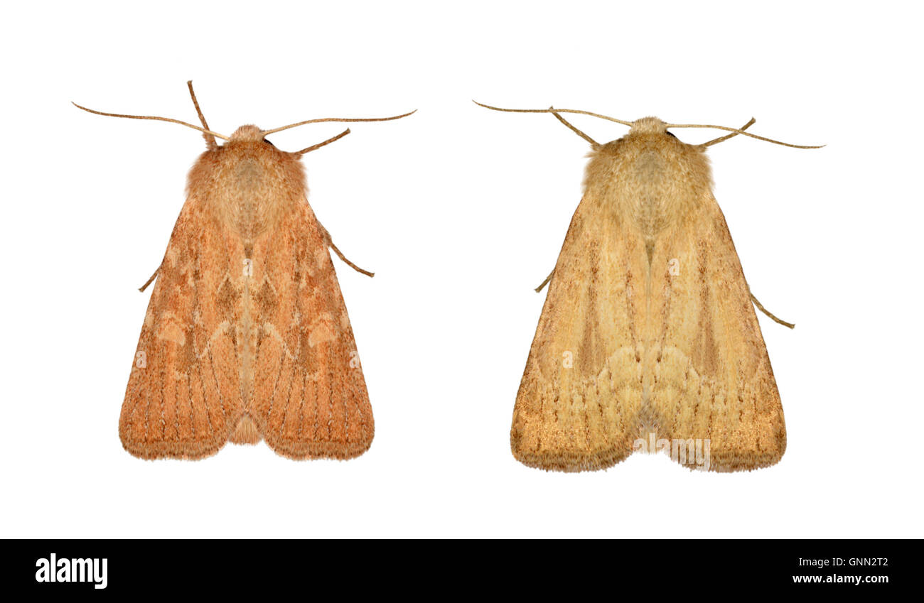 73.145 (2349) Mere Wainscot - Photedes fluxa Stock Photo - Alamy