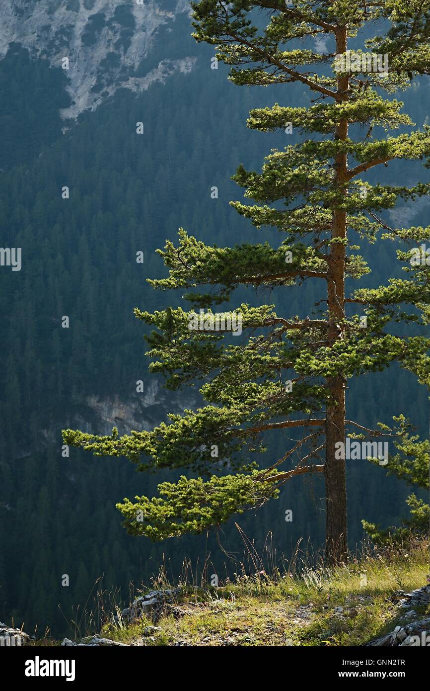 Pine tree detail Stock Photo - Alamy