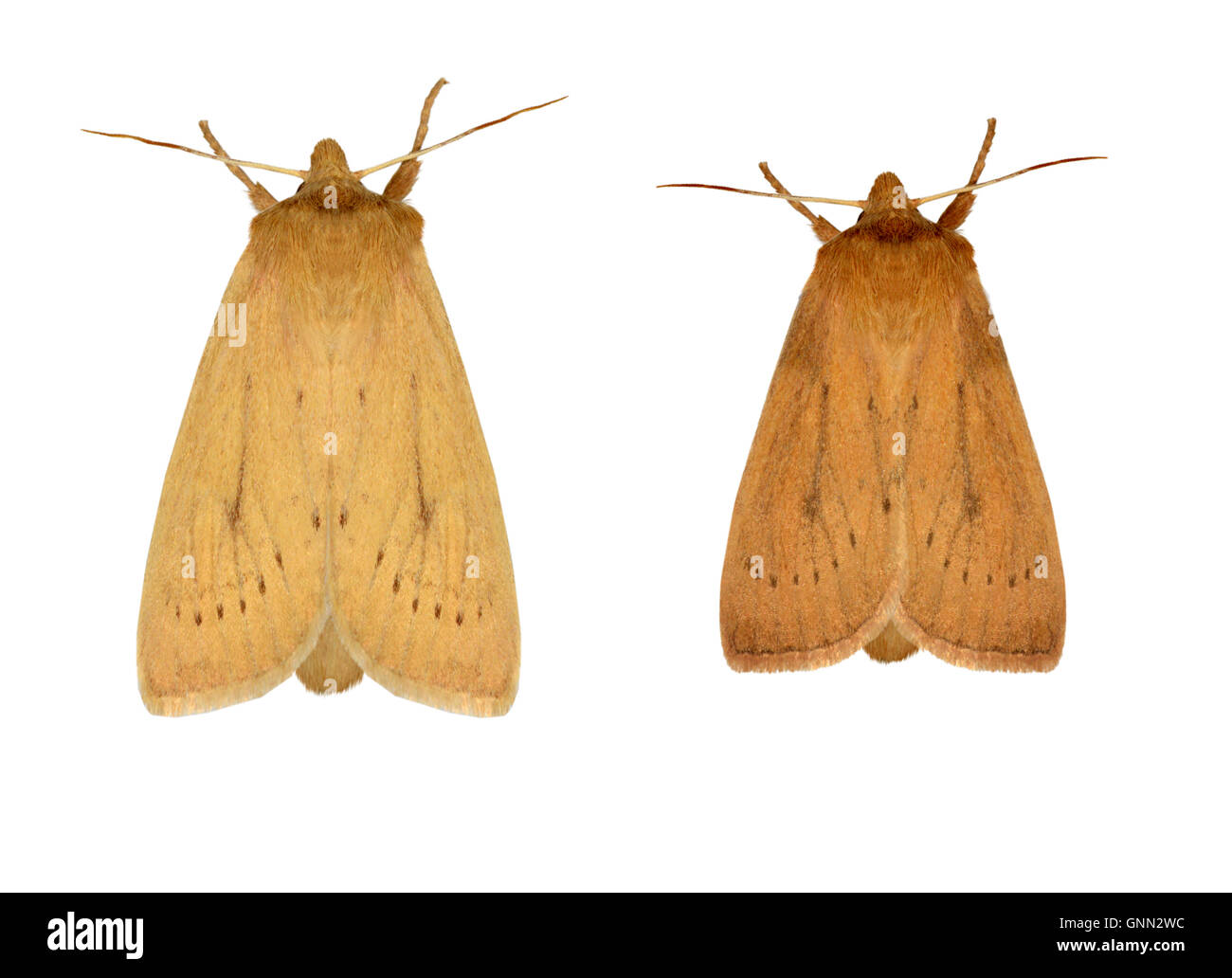 Globia algae hi-res stock photography and images - Alamy