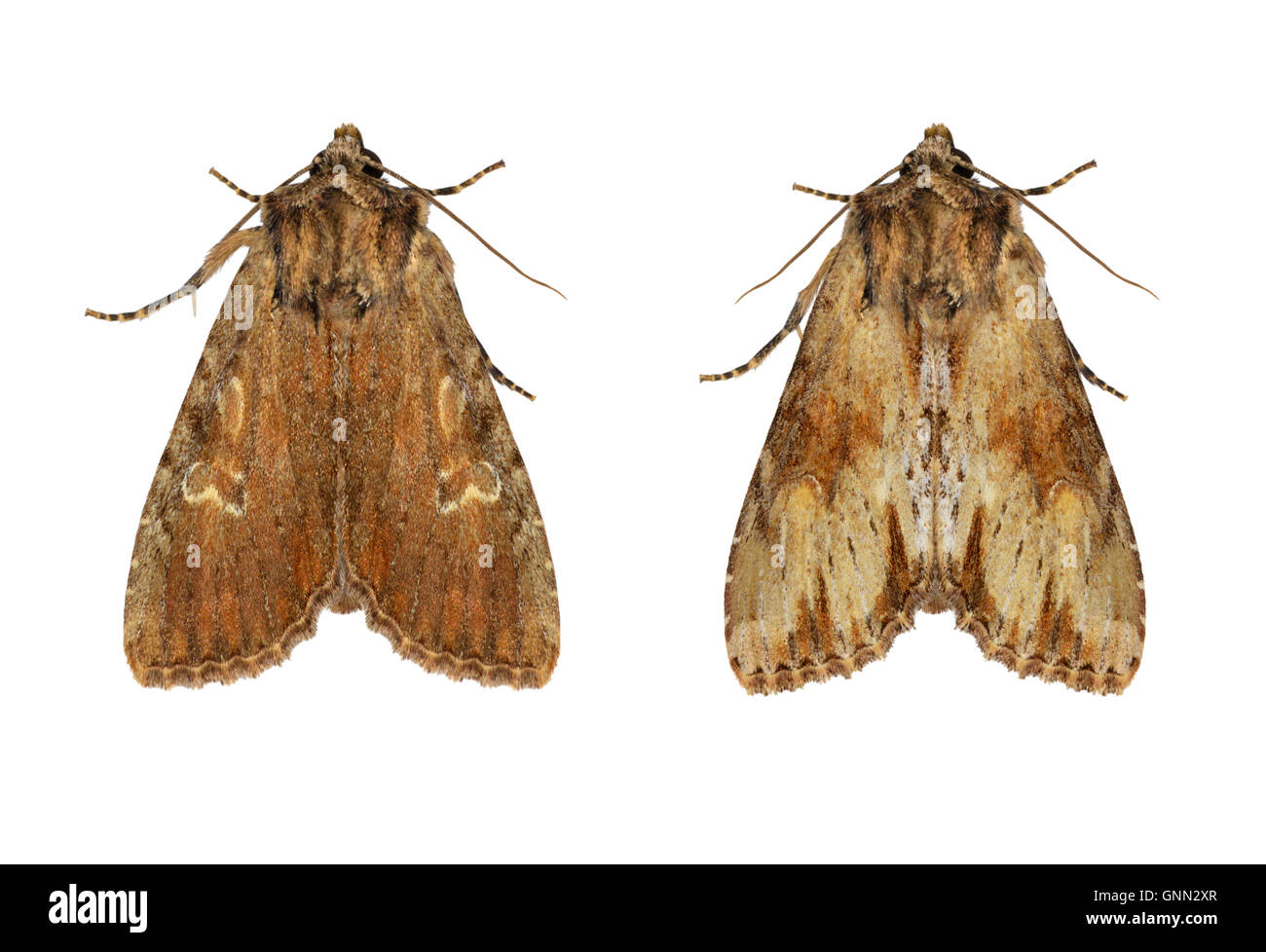 73.156 (2326) Clouded-bordered Brindle - Apamea crenata Stock Photo - Alamy