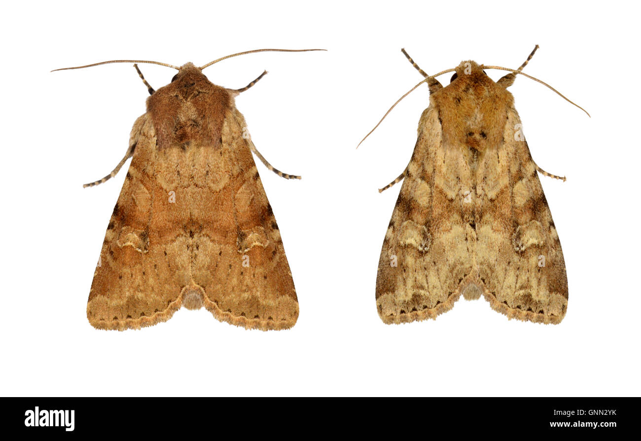 Rustic shoulder knot hi-res stock photography and images - Alamy