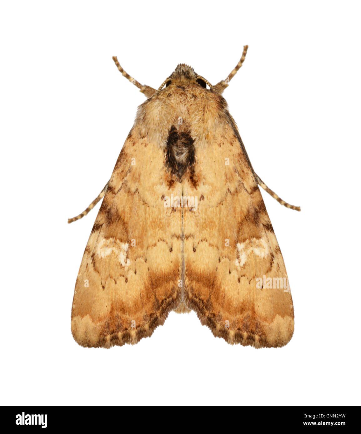 Slender insects Cut Out Stock Images & Pictures - Alamy