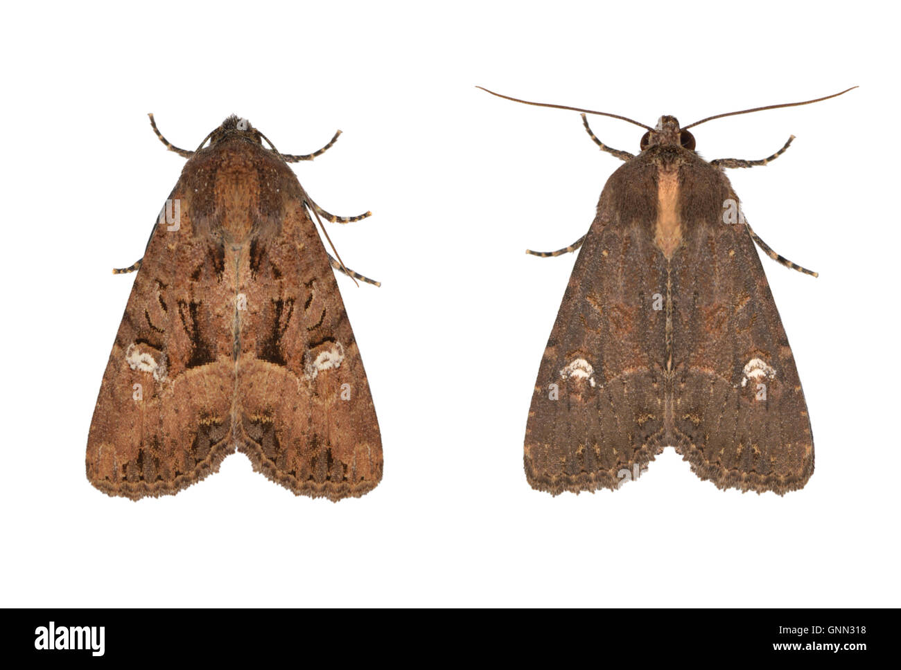 Mesapamea didyma hi-res stock photography and images - Alamy