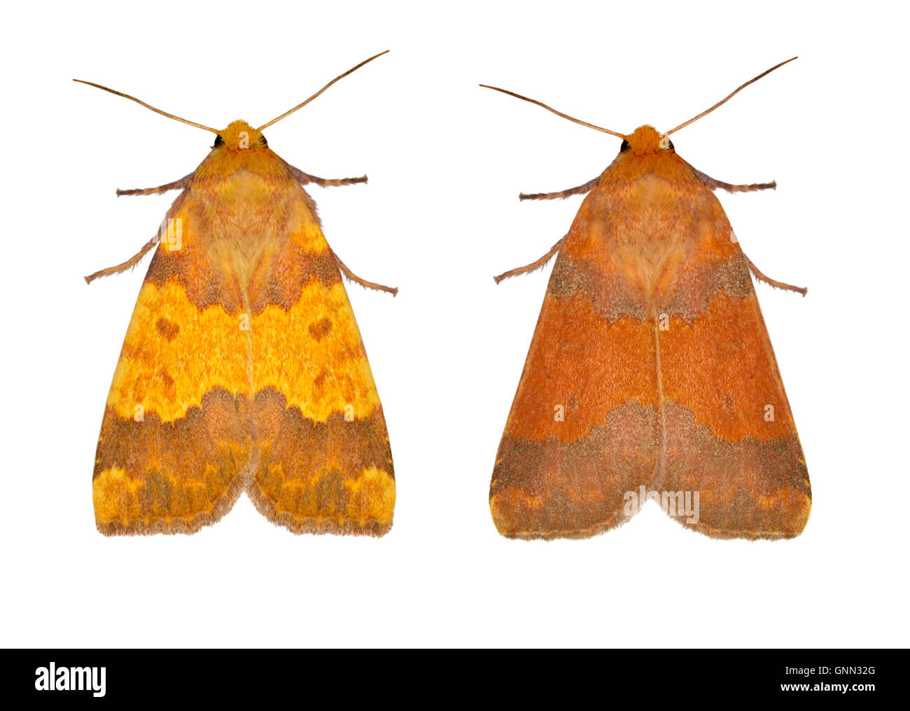 Sallow insects hi-res stock photography and images - Alamy