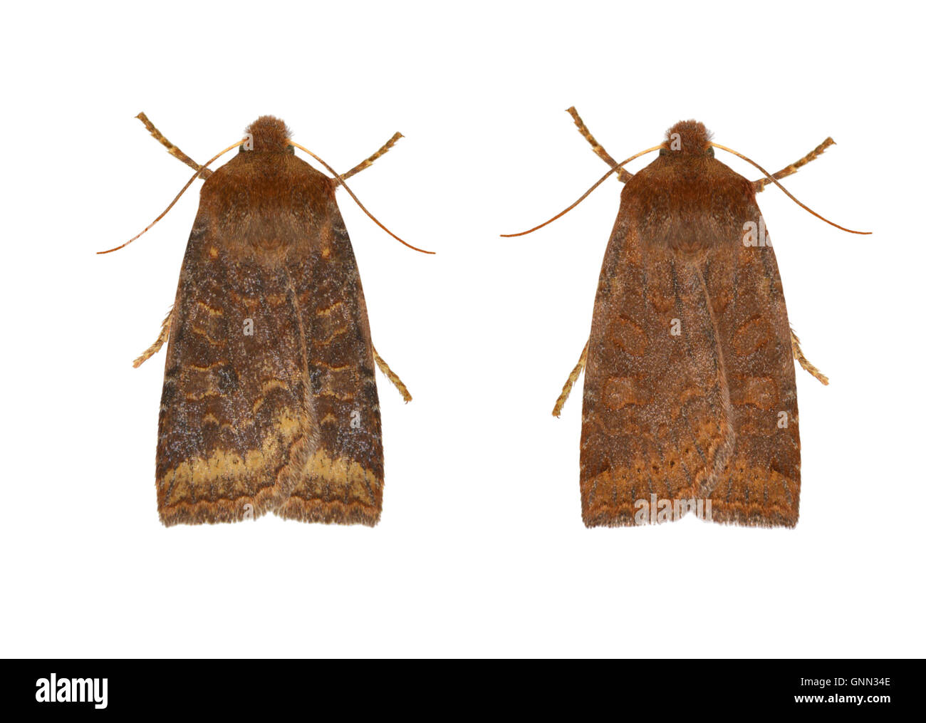 73.195 (2259) Dark Chestnut - Conistra ligula Stock Photo - Alamy