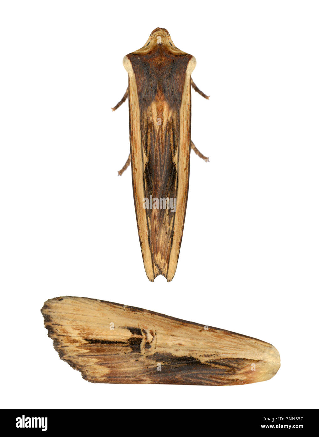 73.209 (2241) Red Sword-grass - Xylena vetusta Stock Photo - Alamy